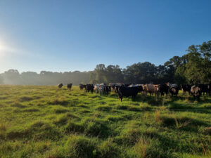 Solutions - Quanterra